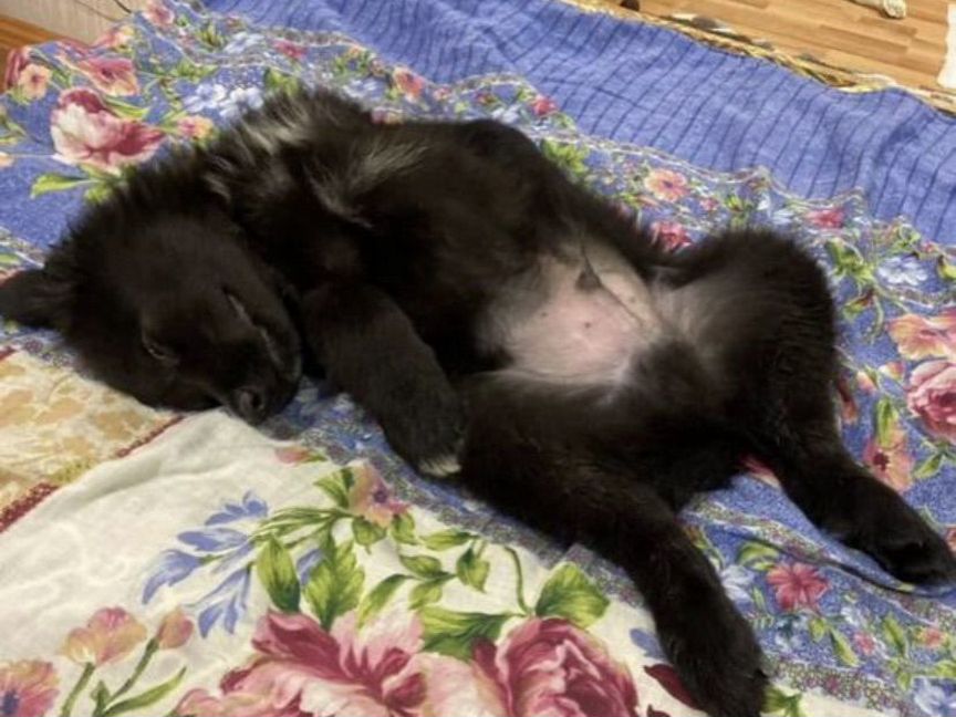 Щенок самоедская-лайка