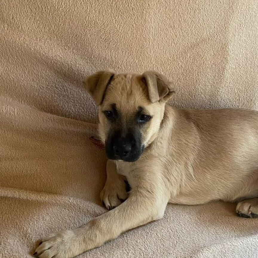 Бароша ищет дом