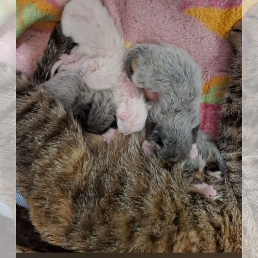 Сиамский котёнок