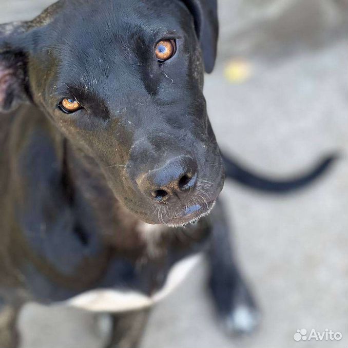 Ирма ищет дом