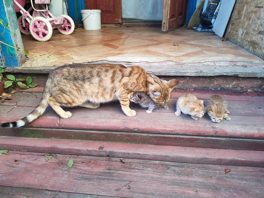 Котята бесплатно