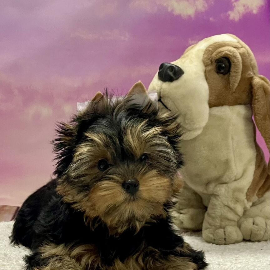 Стандартный крепыш мальчик йоркширский терьер