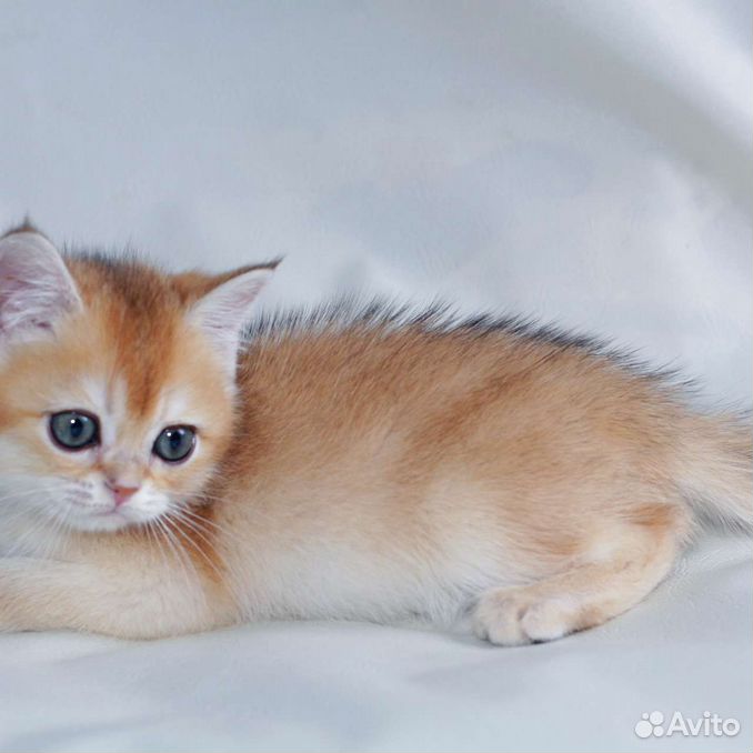 Золотой мальчуган