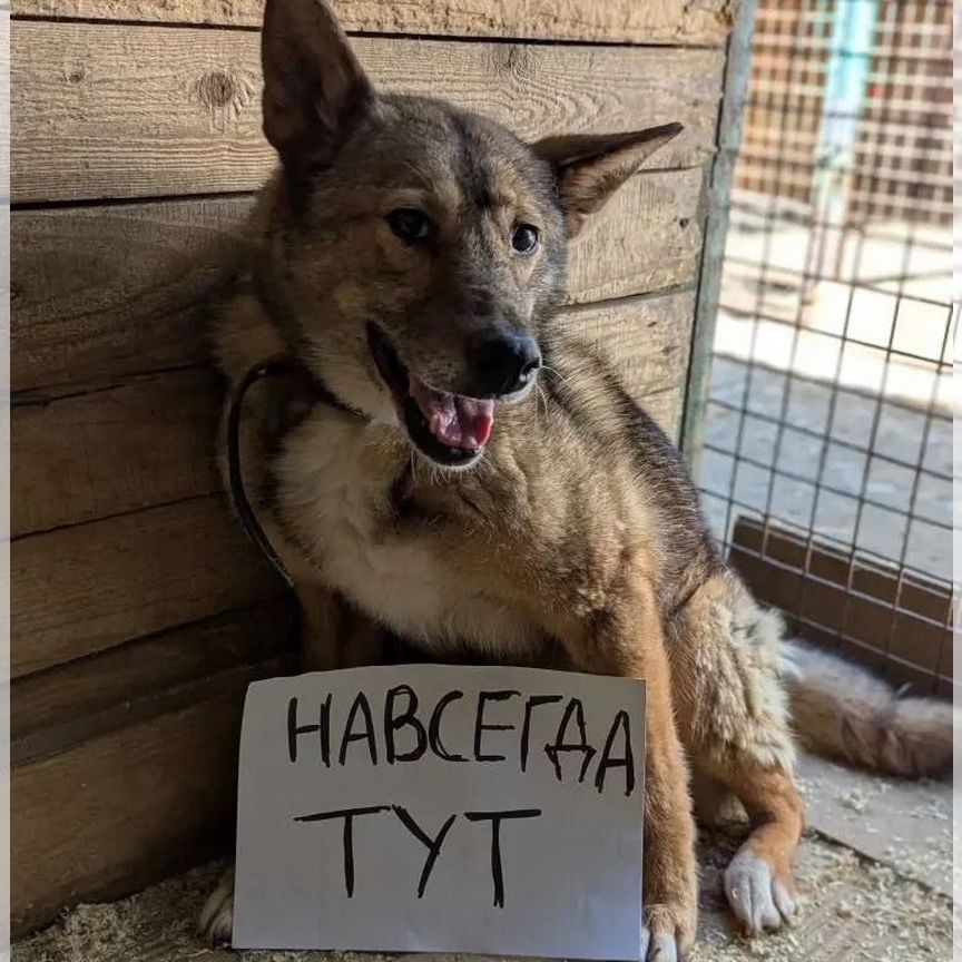 Взрослая собака в добрые руки