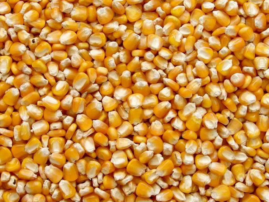 Продам Кукурузу оптом