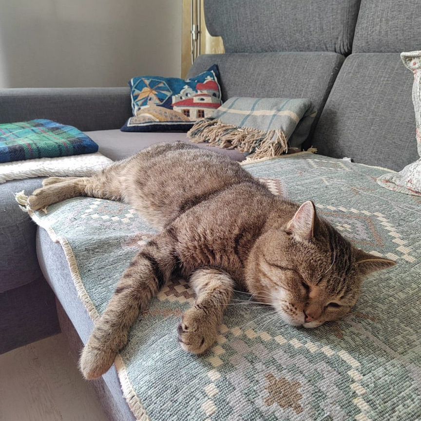 Шотландец котик добрый остался без хозяина