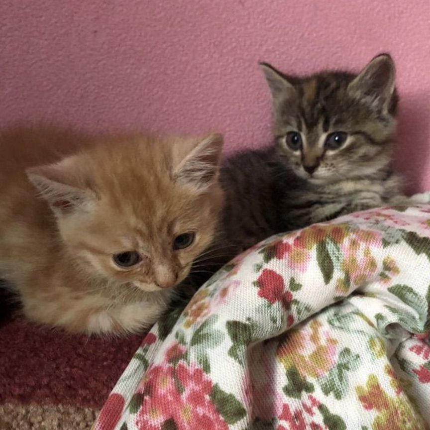 Отдадим котят мальчик рыжий, девочка трехшерстная