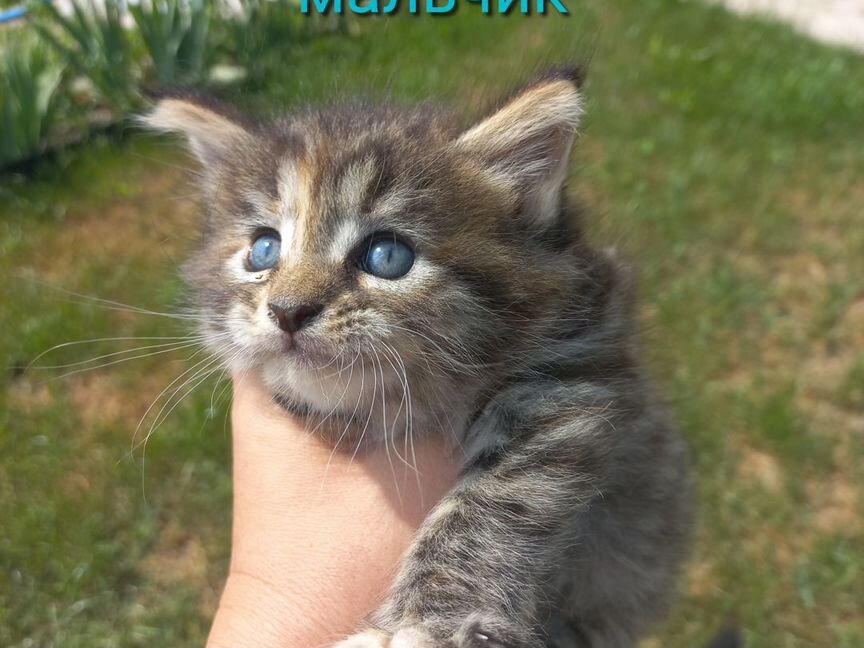 Котята мейн-кун