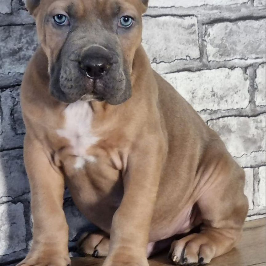 Щенки кане корсо форментино