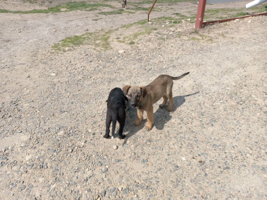 Помогите пристроить щенят