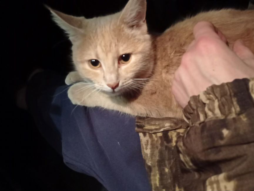 Продам кота