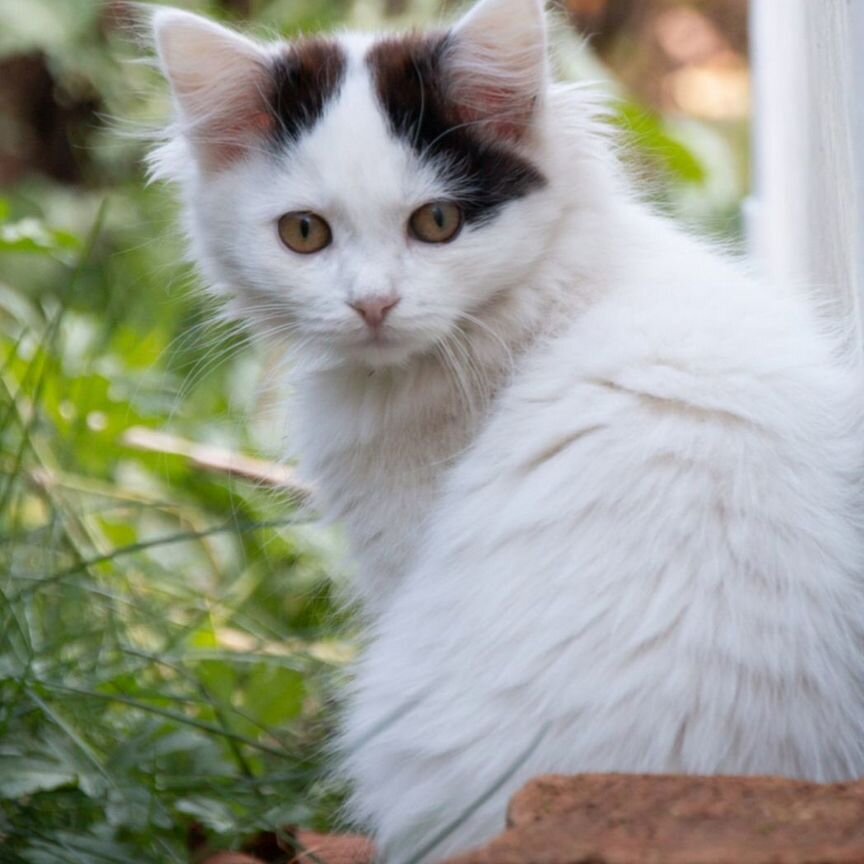 Пушистому комочку нужен дом