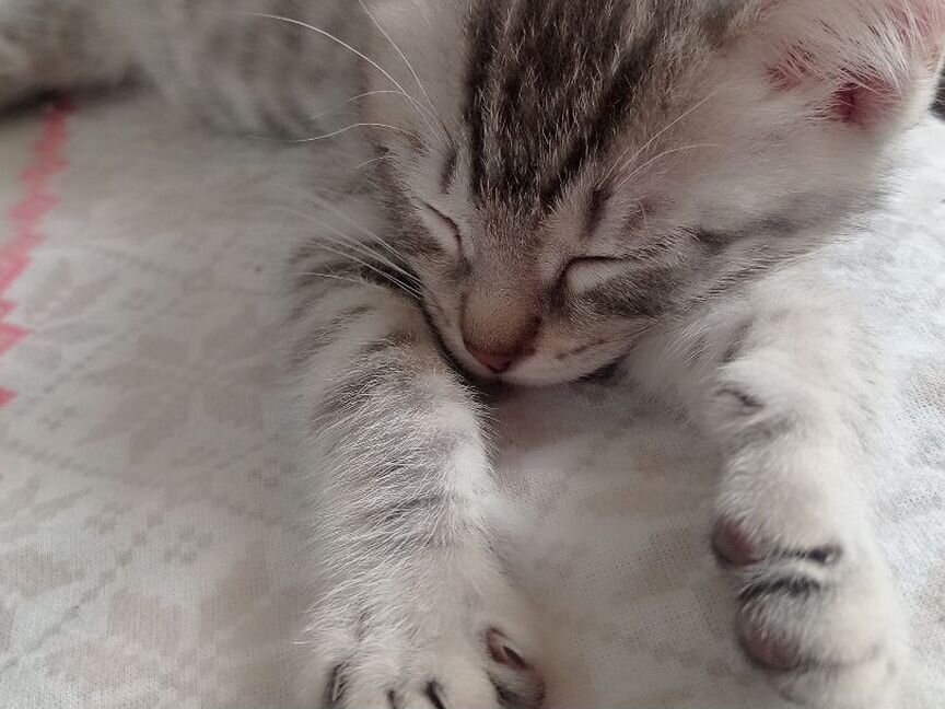 Котенок девочка в добрые руки