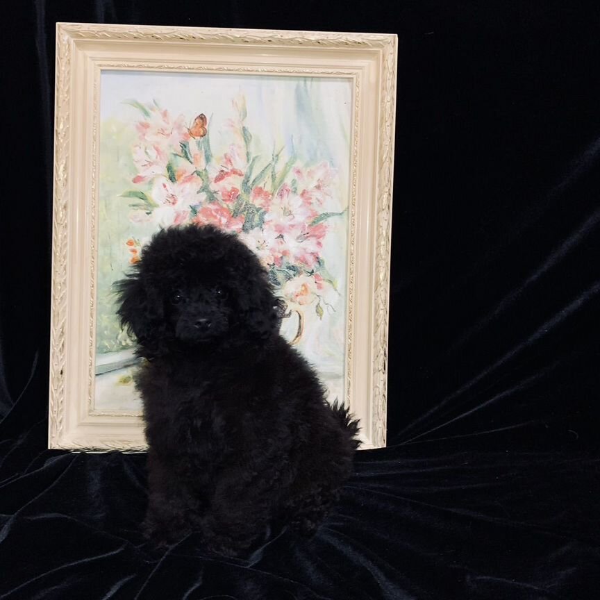 Той-пудель девочка черного окраса