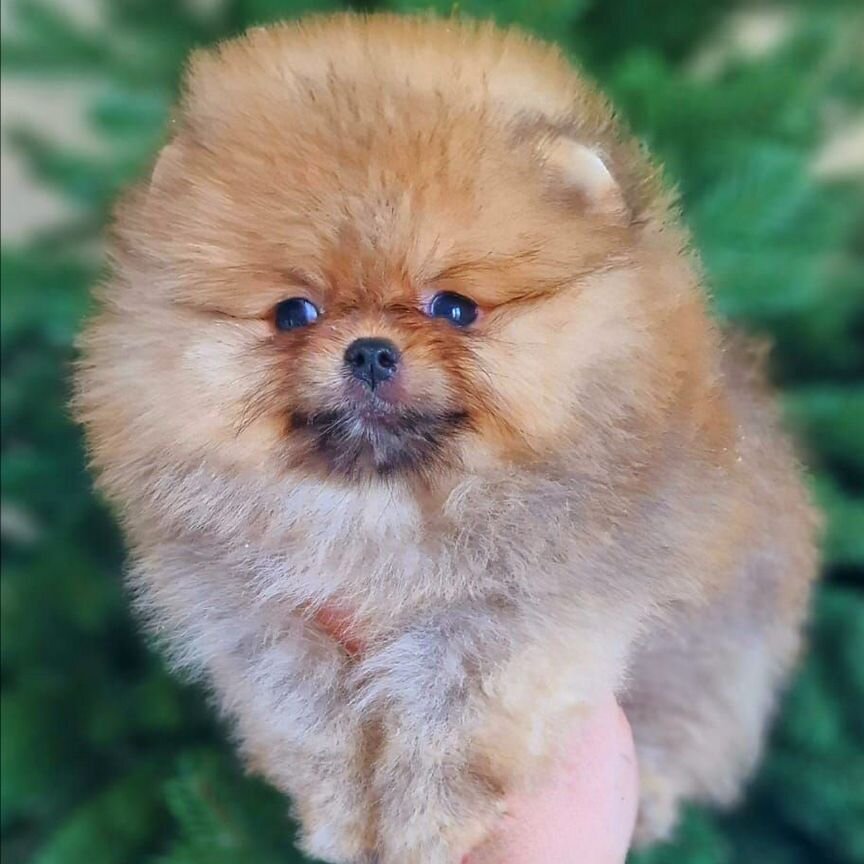 Померанский шпиц тип мишка мини