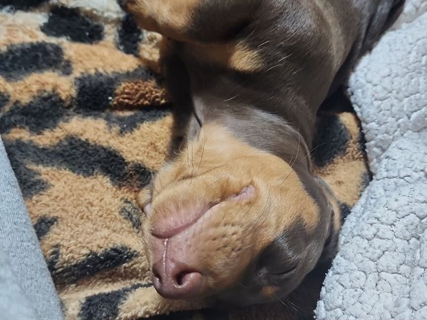 Продаю щенка кроличьей таксы