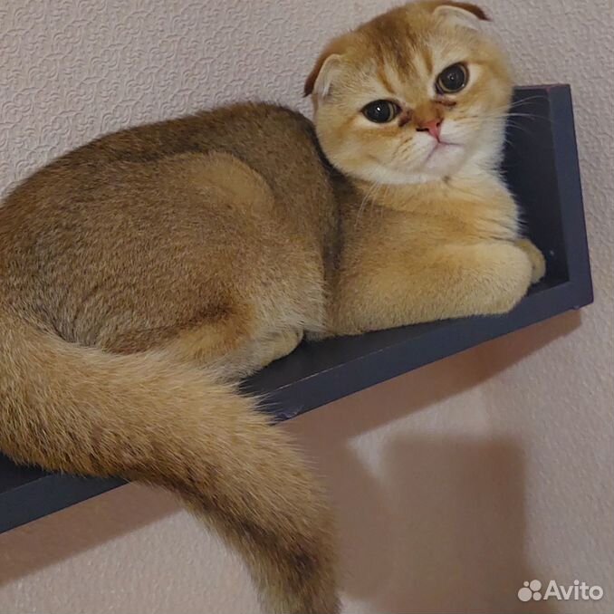 Шотландская вислоухая кошечка с документами