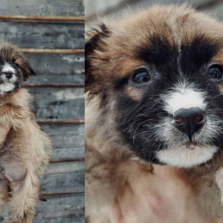 Щенок в добрые руки