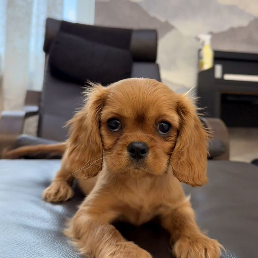 Щенки кавалер кинг чарльз спаниель