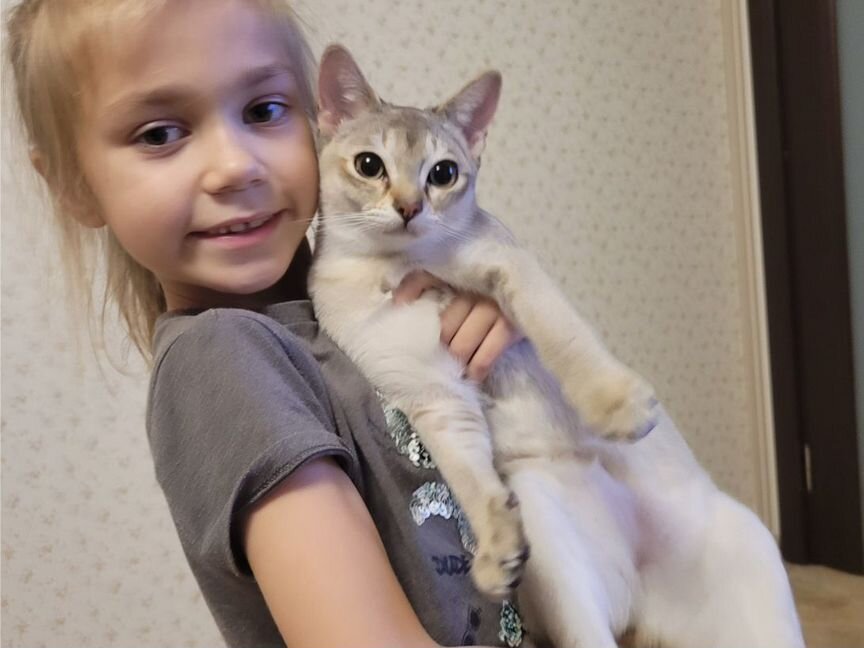 Сингапурские котята