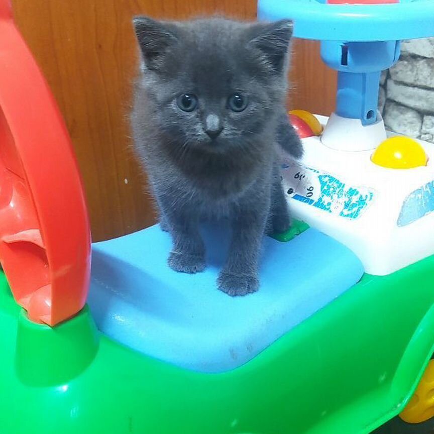 Котята