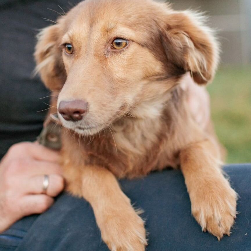 Небольшая молодая собака из приюта в добрые руки