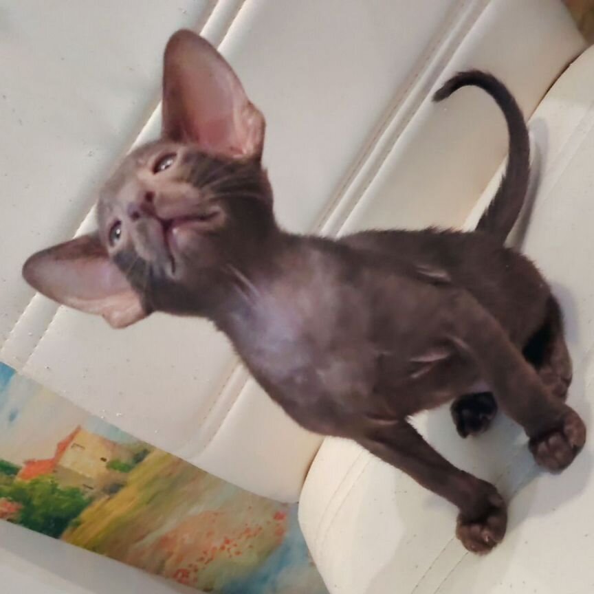 Ориентальный котёнок