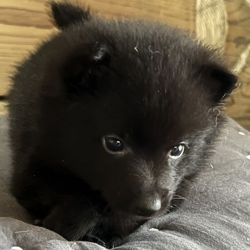 Схипперке, щенок