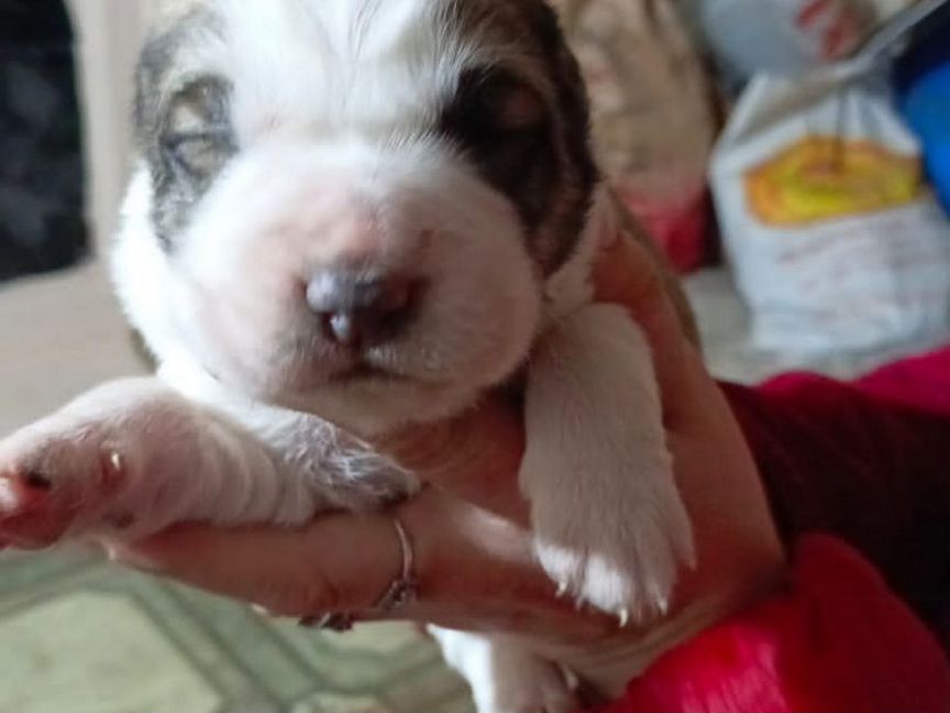 Щенки сао алабай