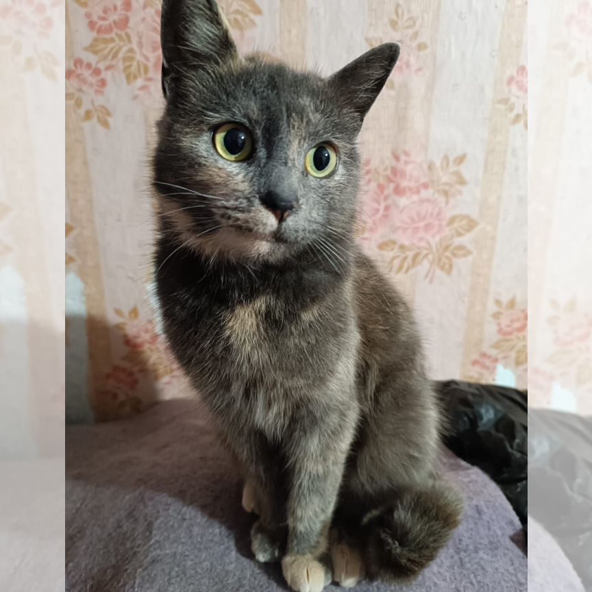 Кошечка в поисках дома