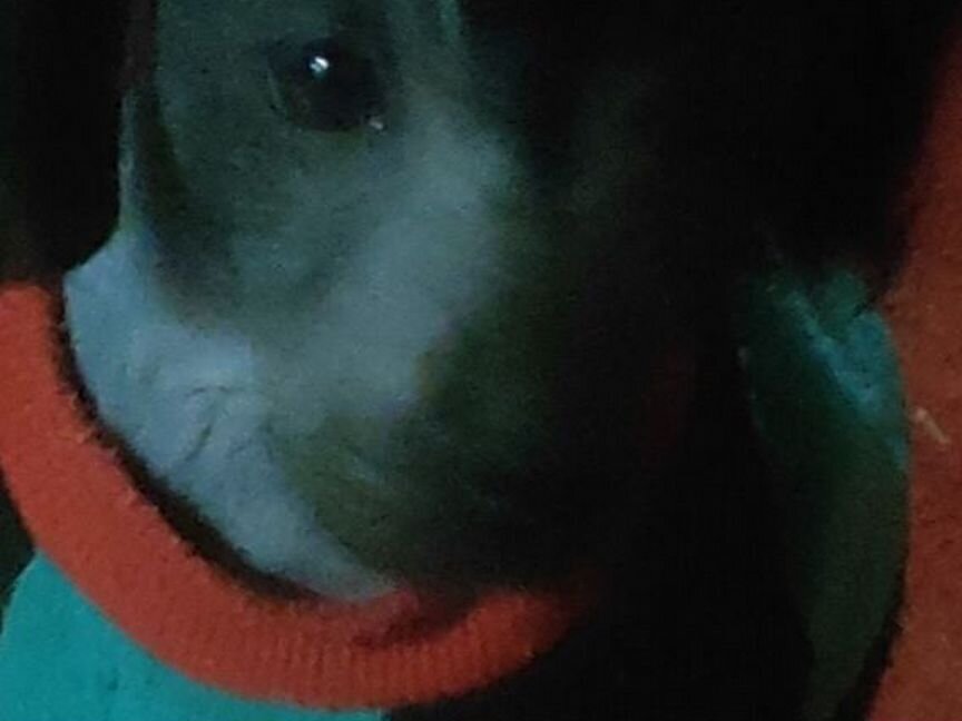 Собака