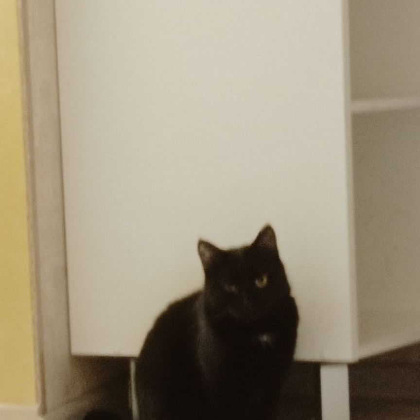 Подарите котéйке дом