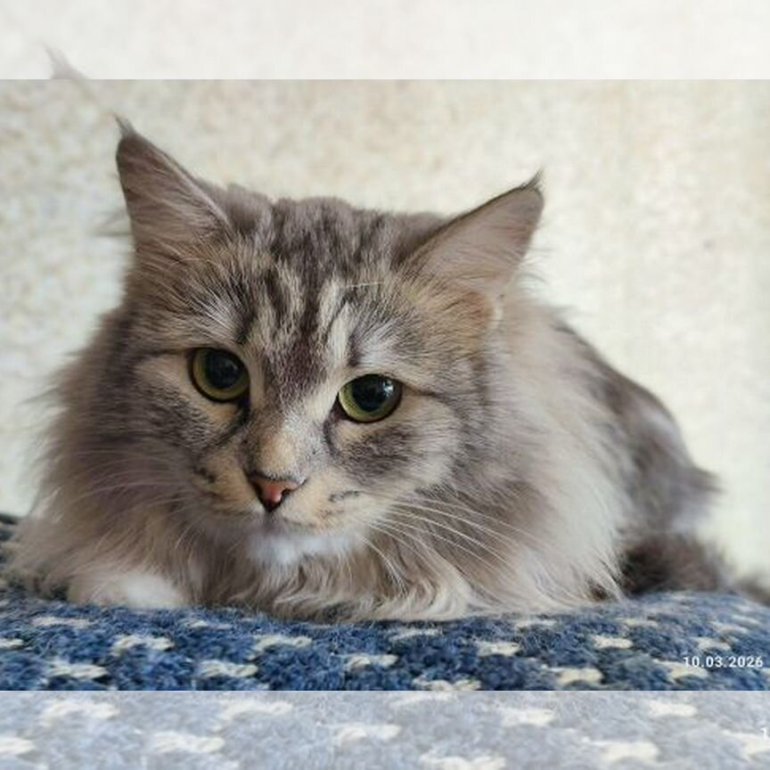 Взрослая, кошка в добрые руки