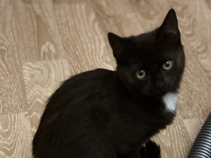 Шоколадный котенок