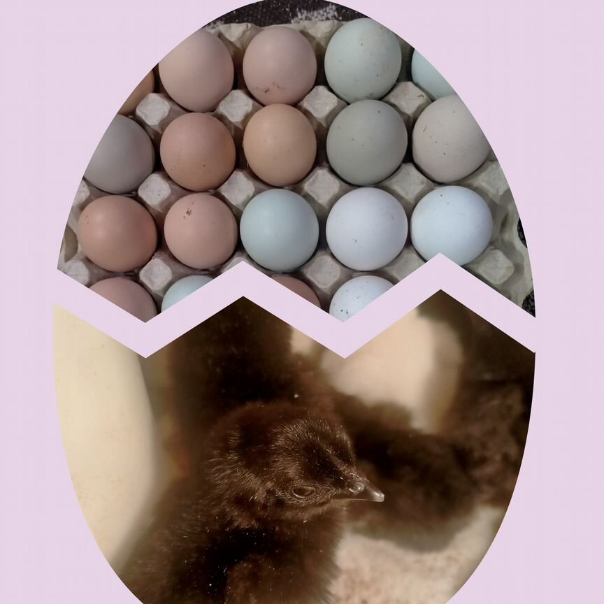 Инкубационное яйцо