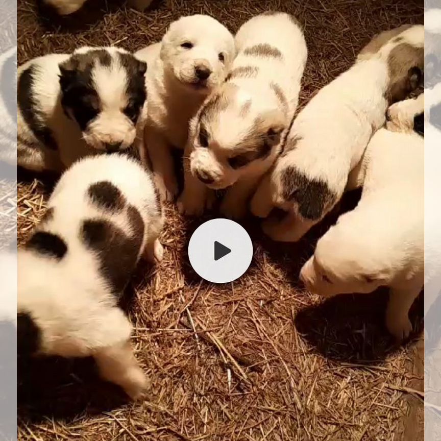 Продаются породистые щенки Алабая