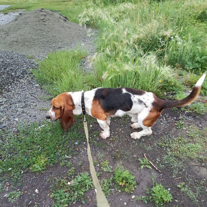 Чарли ищет ответственного хозяина