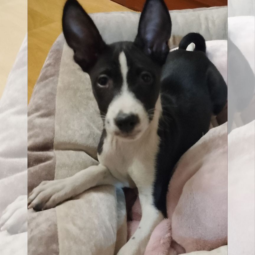 Басенджи, щенок