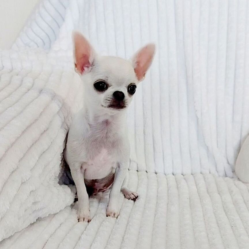 Космически красивый мини мальчик