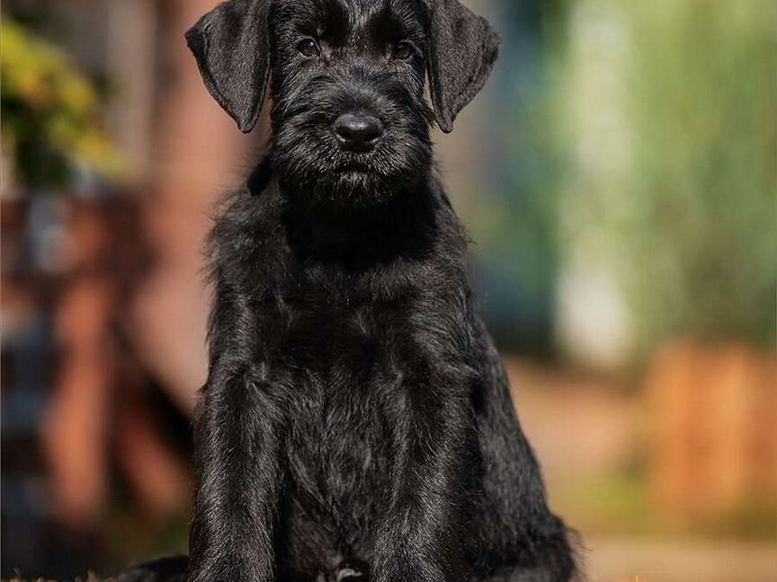 Щенки ризеншнауцера