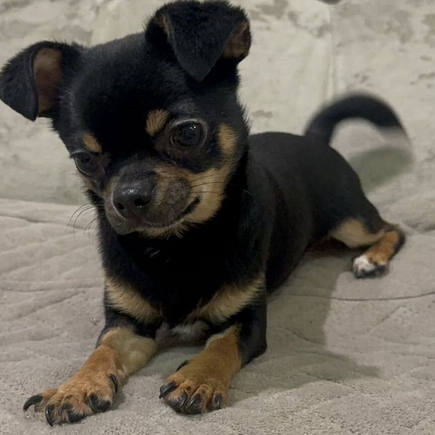 Чихуахуа, щенок