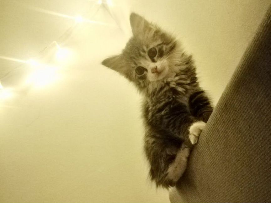 Котёнок Фундук в самые добрые и заботливые руки