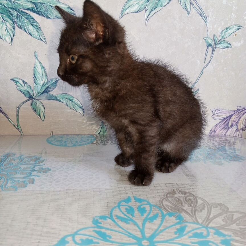 Скоттиш фолд котята