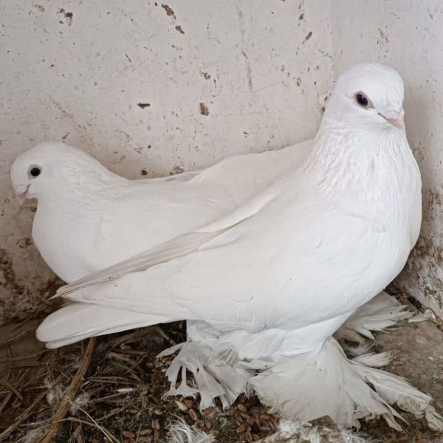 Продажа голубей