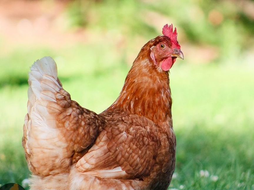 Куры несушки