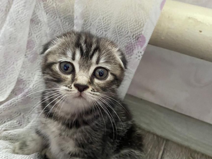 Домашние животные котята