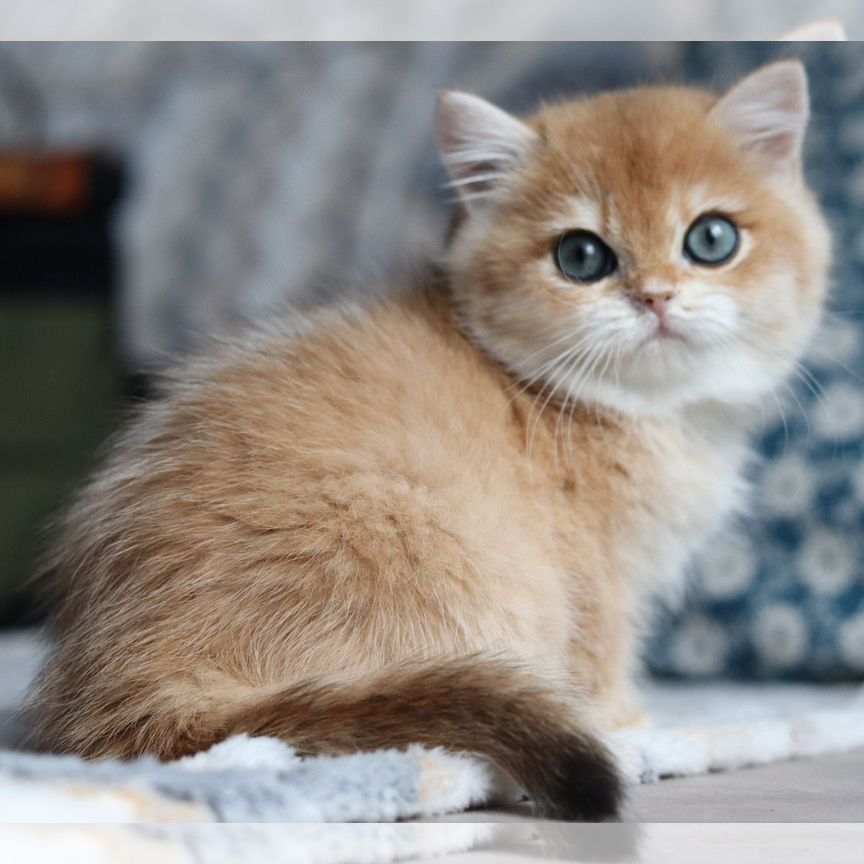 Британский короткошёрстный котёнок