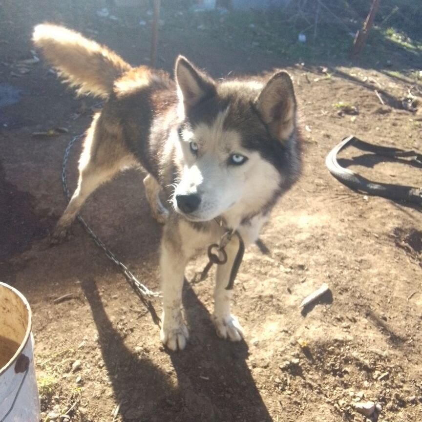 Сибирский хаски