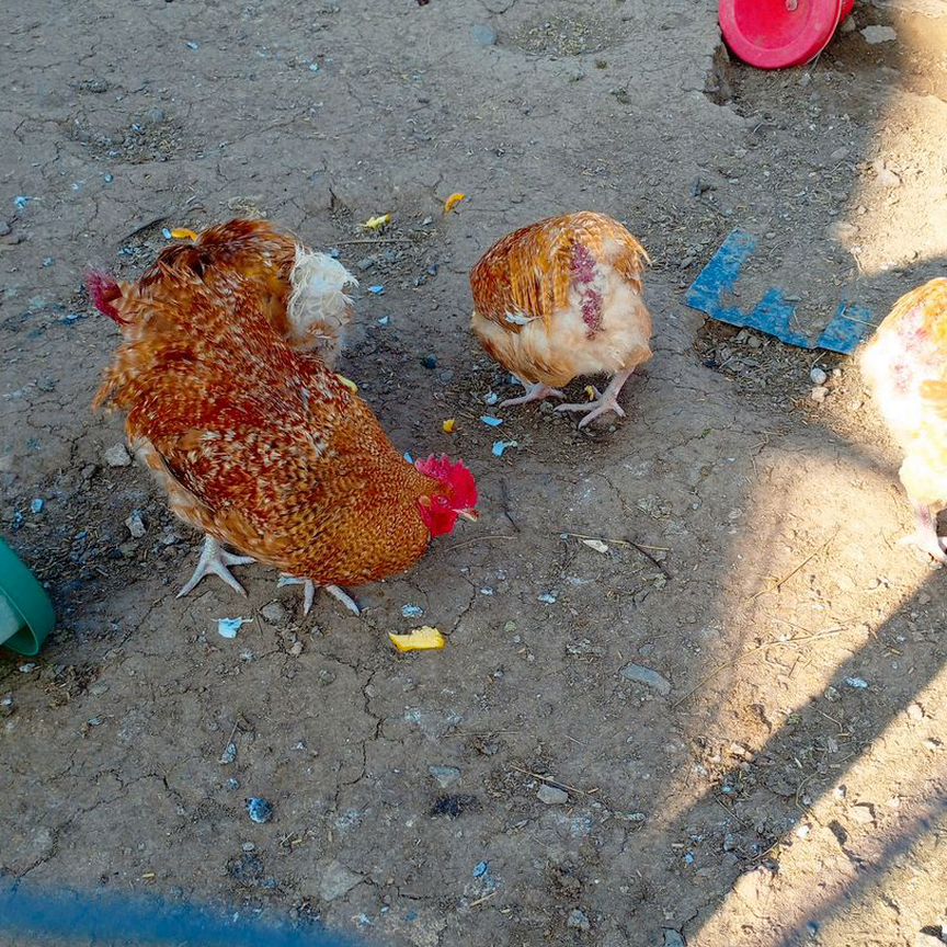 Продам петушков