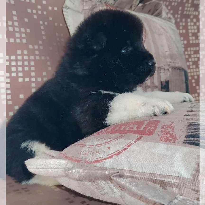 Американская акита, щенок